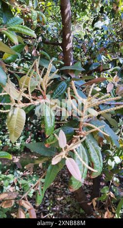Tanoak (Notholithocarpus densiflorus) Plantae Stock Photo - Alamy