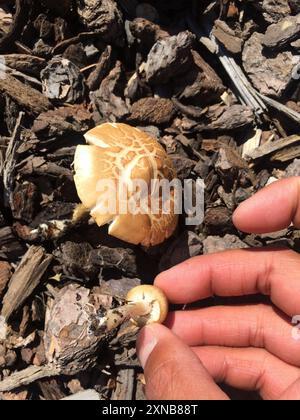 Spring Fieldcap (Agrocybe praecox) Fungi Stock Photo - Alamy
