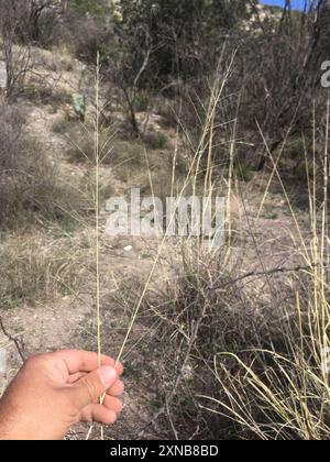 big sacaton (Sporobolus wrightii Stock Photo - Alamy