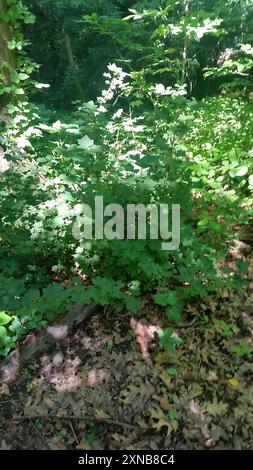 Gooseberry Family (Grossulariaceae) Plantae Stock Photo - Alamy