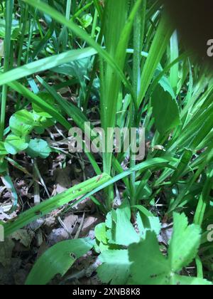 handsome sedge (Carex formosa) Plantae Stock Photo - Alamy