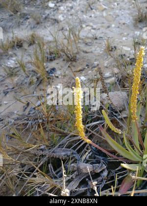 Sea Plantain (Plantago maritima) Plantae Stock Photo - Alamy