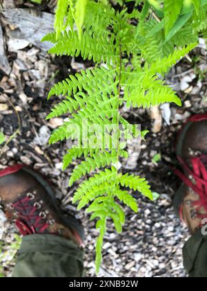 marsh fern (Thelypteris palustris) Plantae Stock Photo - Alamy