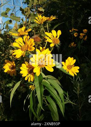 sawtooth sunflower (Helianthus grosseserratus) Plantae Stock Photo - Alamy