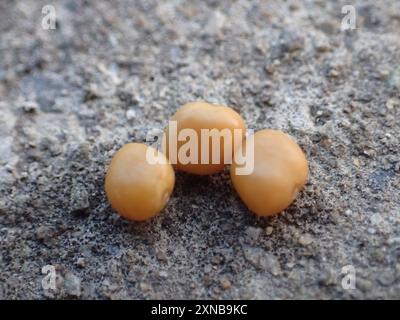 Calopo (Calopogonium mucunoides) Plantae Stock Photo - Alamy