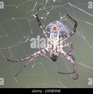 Kauai Spooky Face Spider (Argiope trifasciata kauaiensis) Arachnida ...