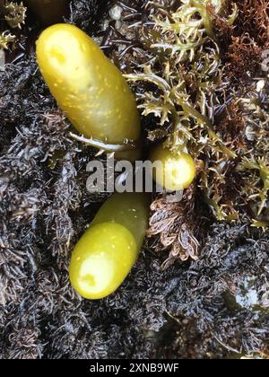 Sea Sacks (Halosaccion glandiforme) Plantae Stock Photo - Alamy
