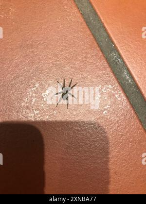 Fox Spiders (Alopecosa) Arachnida Stock Photo - Alamy