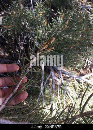 singleleaf pinyon (Pinus monophylla) Plantae Stock Photo - Alamy