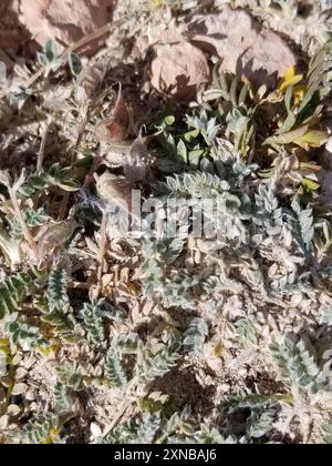 Mountain Oxytrope (Oxytropis oreophila) Plantae Stock Photo - Alamy