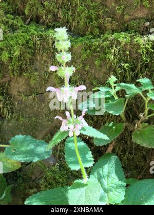 (Stachys rigida quercetorum) Plantae Stock Photo - Alamy