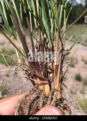 African love grass (Eragrostis curvula) Plantae Stock Photo - Alamy