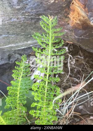 Northern Yarrow (Achillea millefolium borealis) Plantae Stock Photo - Alamy
