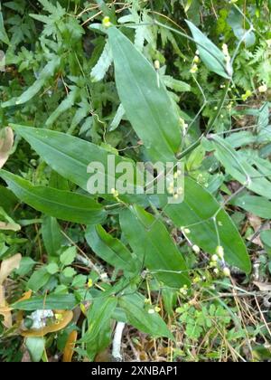 Tahitian bridalveil (Gibasis pellucida) Plantae Stock Photo - Alamy