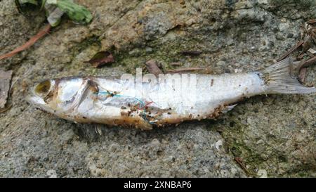 Mullets (Mugilidae) Actinopterygii Stock Photo - Alamy