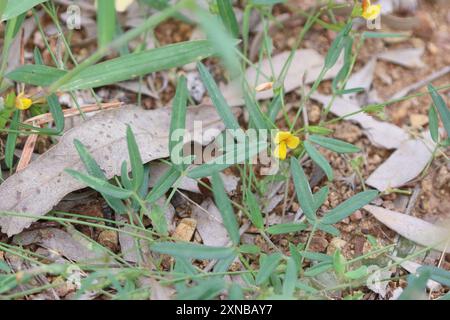 Zornia (Zornia dyctiocarpa) Plantae Stock Photo - Alamy