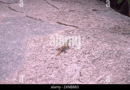 Flat Lizards (Platysaurus) Reptilia Stock Photo - Alamy