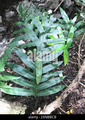 Musk Fern (Microsorum grossum) Plantae Stock Photo - Alamy