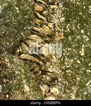 Black purse shell (Isognomon californicus) Mollusca Stock Photo - Alamy