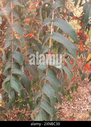 Fire-flame bush (Woodfordia fruticosa) Plantae Stock Photo - Alamy