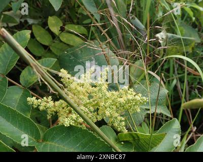 (Rhus chinensis roxburghii) Plantae Stock Photo - Alamy