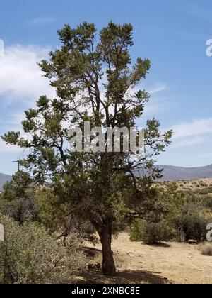 Pinyons (Parrya) Plantae Stock Photo - Alamy