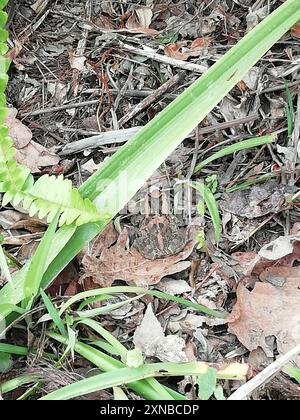 Raucous Toad (Sclerophrys capensis) Amphibia Stock Photo - Alamy