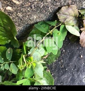 Mascarene Island leaf-flower (Phyllanthus tenellus) Plantae Stock Photo ...
