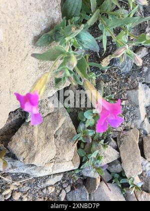 Lewis' monkeyflower (Erythranthe lewisii) Plantae Stock Photo - Alamy