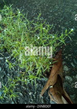 Rust Weed (Polypremum procumbens) Plantae Stock Photo - Alamy