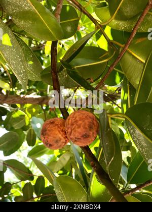 Alexandrian Laurel (Calophyllum inophyllum) Plantae Stock Photo - Alamy