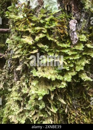 shingle moss (Neckera pennata), Plantae, Colrain, MA, USA, Specimen #59 ...