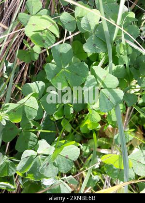Spotted medick (Medicago arabica) Plantae Stock Photo - Alamy