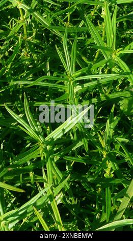 Scarlet Toothcup (Ammannia coccinea) Plantae Stock Photo - Alamy