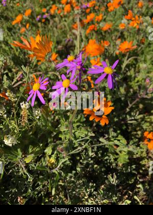 Sandveld Ragwort (Senecio arenarius) Plantae Stock Photo - Alamy