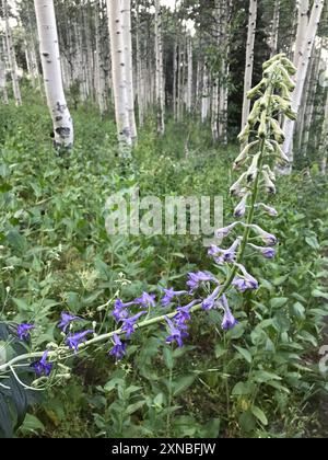 Subalpine Larkspur (Delphinium occidentale), Plantae, Uinta-Wasatch ...