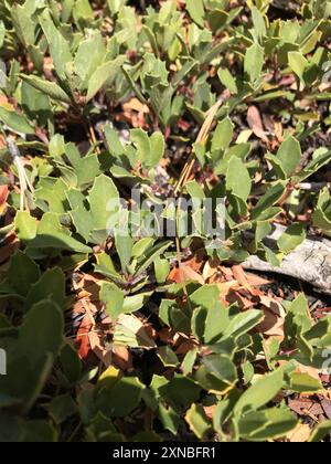 Mahala mat (Ceanothus prostratus) Plantae Stock Photo - Alamy