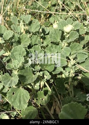 alkali mallow (Malvella leprosa) Plantae Stock Photo - Alamy