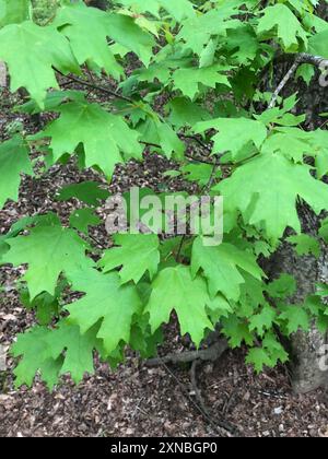 southern sugar maple (Acer floridanum) Plantae Stock Photo - Alamy