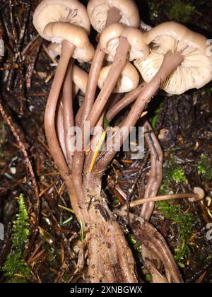 Cluster Cap (Connopus acervatus) Fungi Stock Photo - Alamy