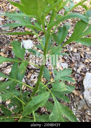 durango root (Datisca glomerata) Plantae Stock Photo - Alamy