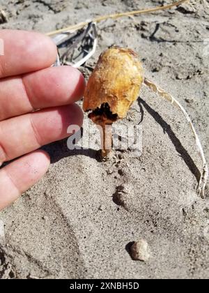 Desert Shaggymane (Podaxis pistillaris) Fungi Stock Photo - Alamy