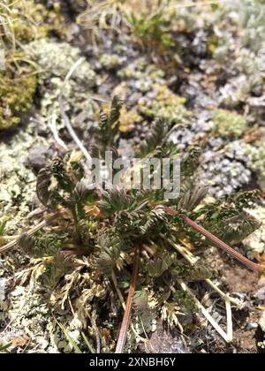Baker's Alpineparsley (Cymopterus bakeri) Plantae Stock Photo - Alamy