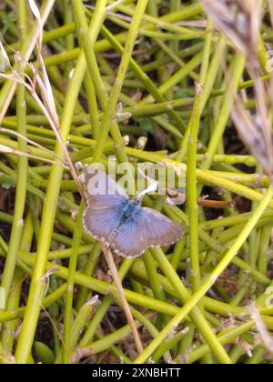 Southern Blue (Zizina oxleyi) Insecta Stock Photo - Alamy