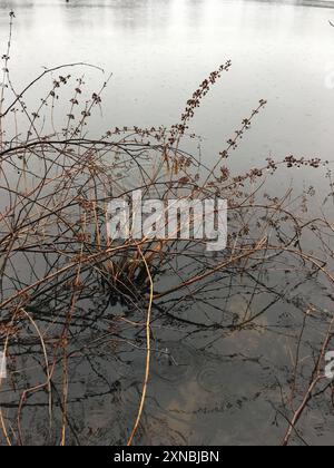 swamp loosestrife (Decodon verticillatus) Plantae Stock Photo - Alamy
