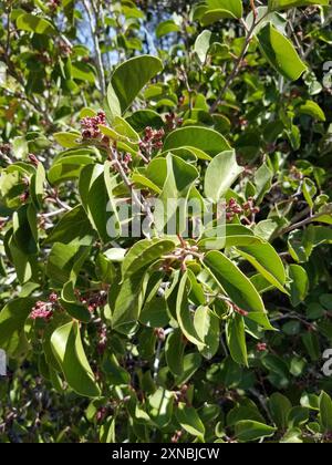sugar bush (Rhus ovata) Plantae Stock Photo - Alamy