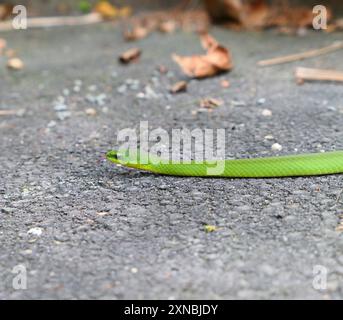 Chinese Green Snake (Ptyas major) Reptilia Stock Photo - Alamy