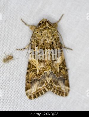 Armyworm Moths (Spodoptera) Insecta Stock Photo - Alamy