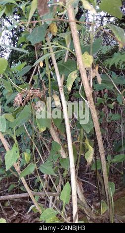 pepper plants (Piper) Plantae Stock Photo - Alamy