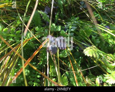 Spineless Acaena (Acaena inermis) Plantae Stock Photo - Alamy
